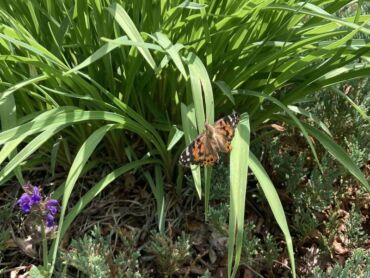 Commemorative Butterfly Release – Pikes Peak Hospice & Palliative Care