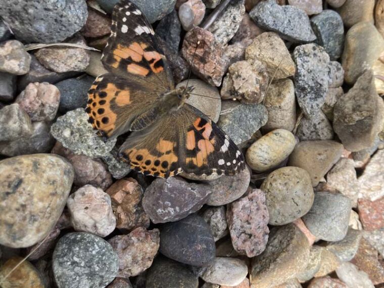 Commemorative Butterfly Release – Pikes Peak Hospice & Palliative Care